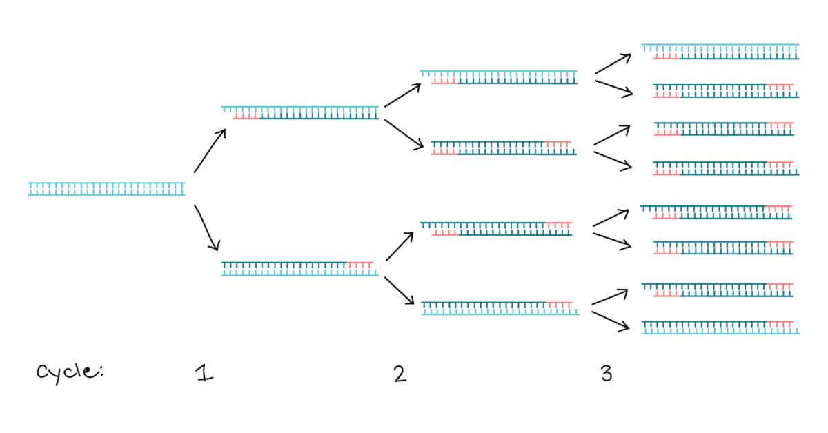 Multiplex PCR and Infectious Disease Diagnosis - QuantuMDx