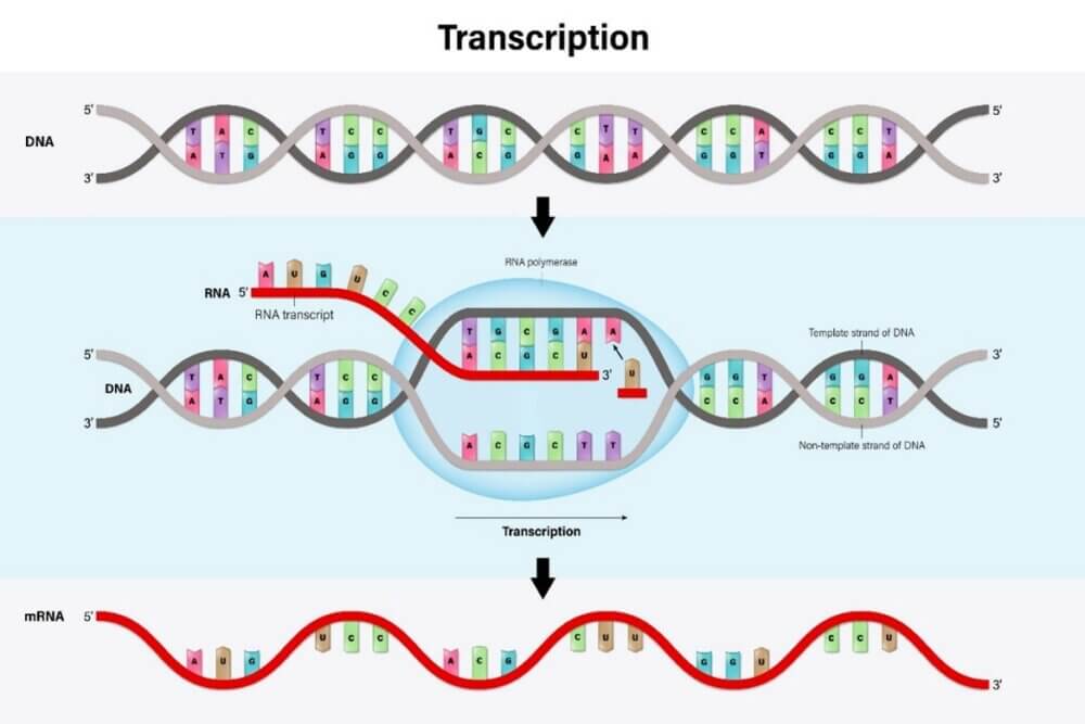 An Introduction to mRNA-Signatures - QuantuMDx