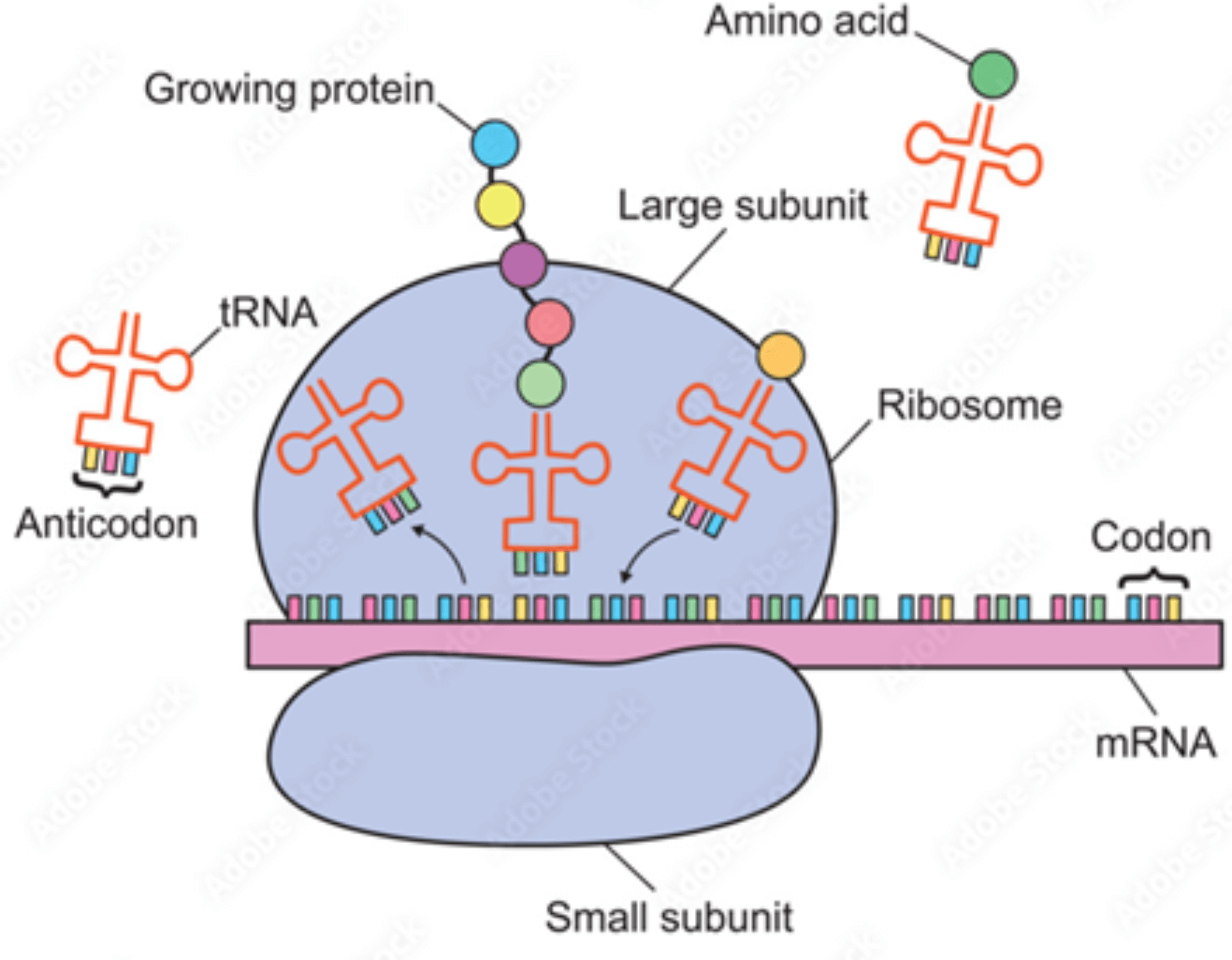 An Introduction to mRNA-Signatures - QuantuMDx