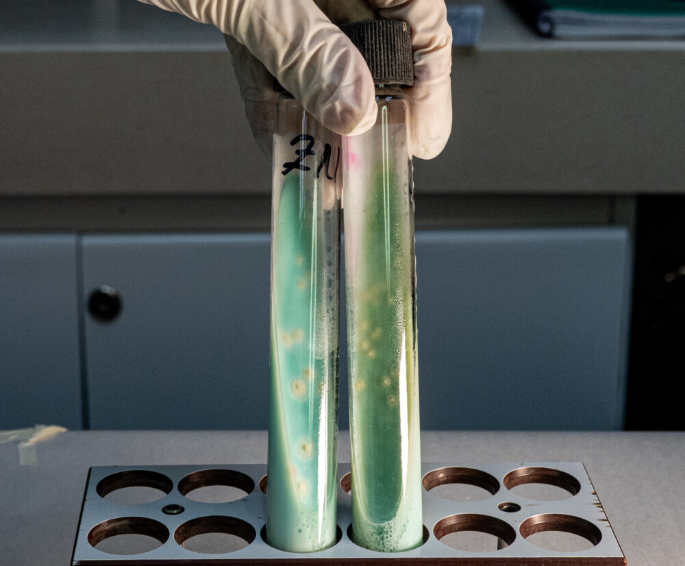 CAPTURE-XT - QuantuMDx